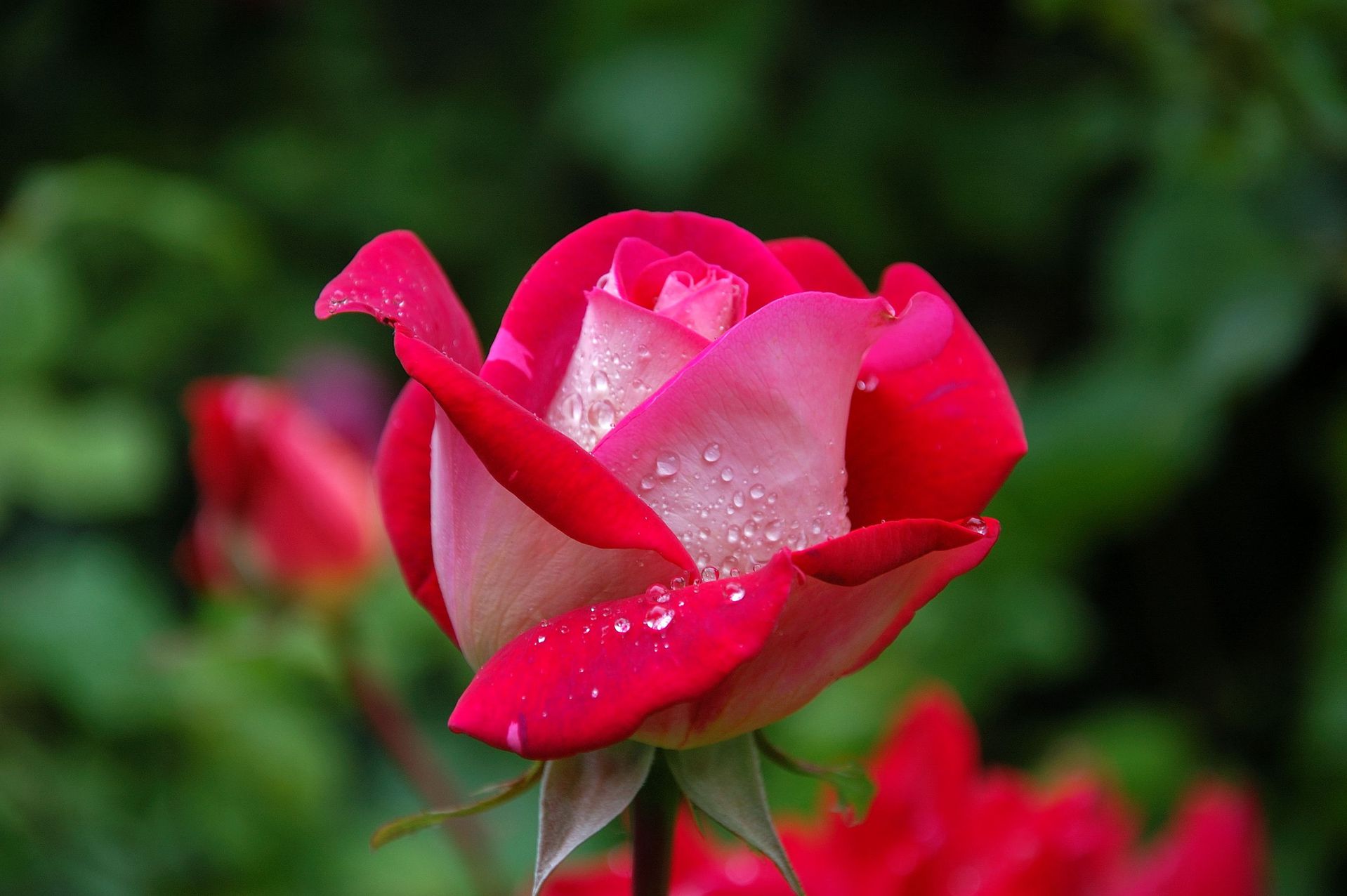 Damask Rose Hydrosol: its benefits and use | SantiShop