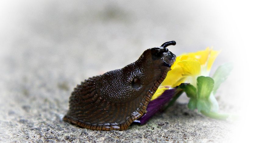 Stop slugs in the vegetable garden!