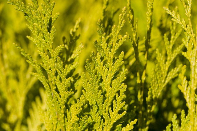 Gemmotherapy: young cedar shoots against dry skin problems | SantiShop